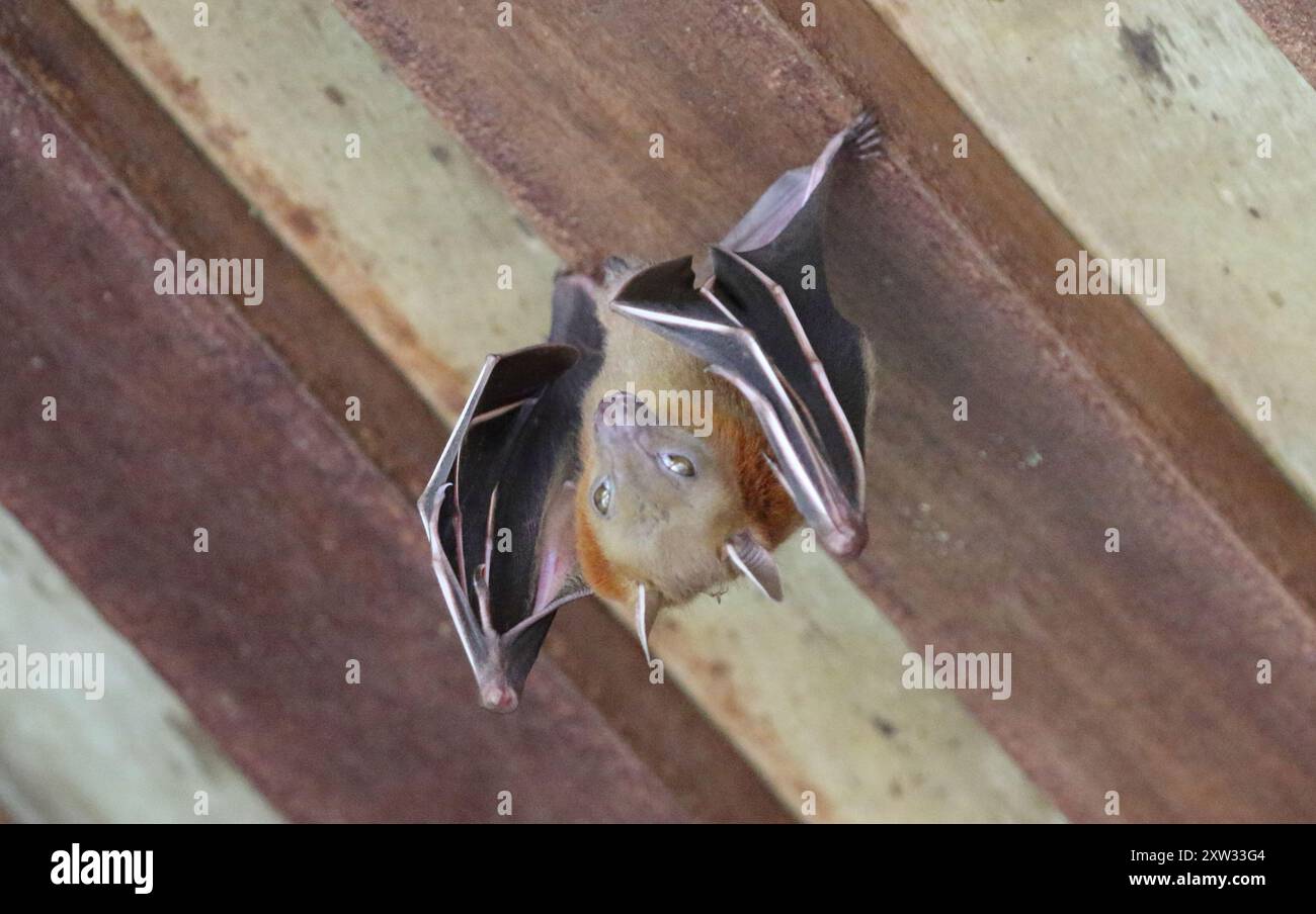 Cynopterus brachyotis hi-res stock photography and images - Alamy