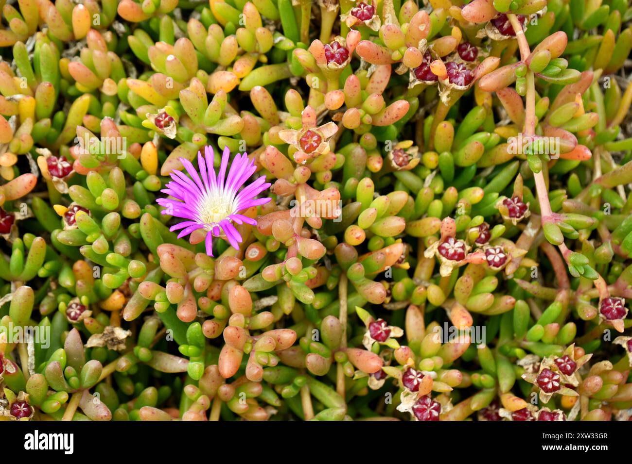 Pretty Purple Dewplant or Disphyma crassifolium. Cornwall, England ...