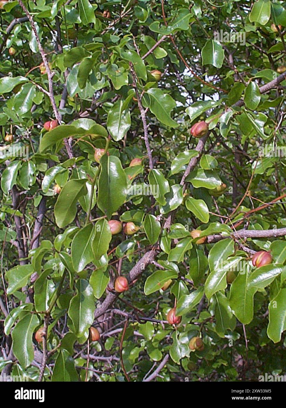 Boat-Fruited Ochna (Ochna inermis) Plantae Stock Photo - Alamy