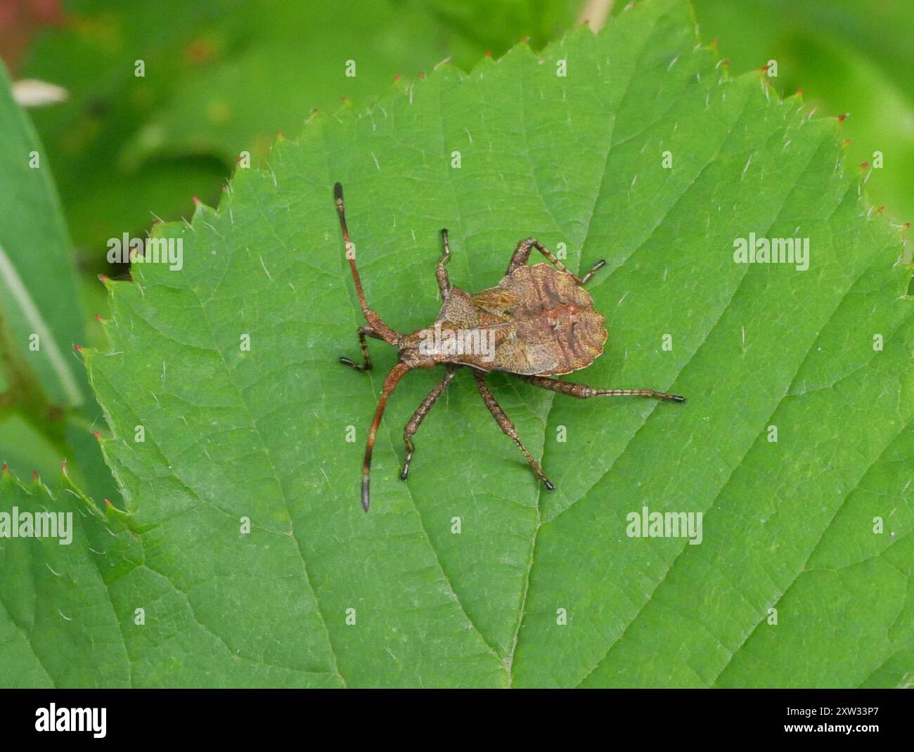 Dock Bug (Coreus marginatus) Insecta Stock Photo - Alamy