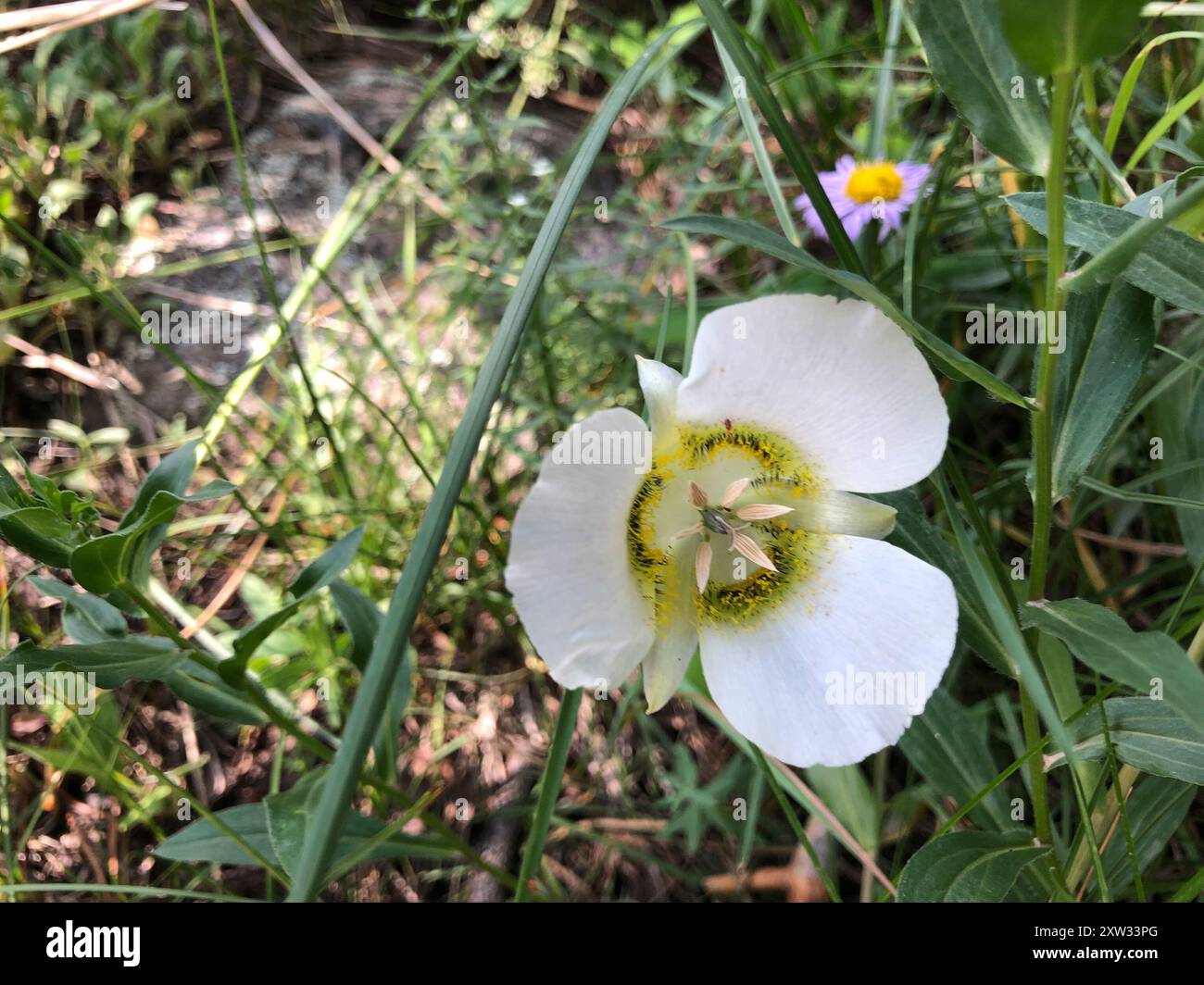 Gunnison's Mariposa Lily (Calochortus gunnisonii) Plantae Stock Photo ...