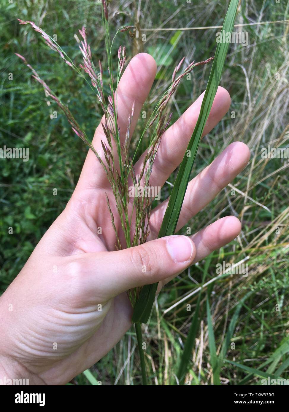 purpletop tridens (Tridens flavus) Plantae Stock Photo - Alamy