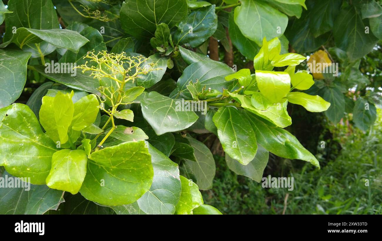 (Premna obtusifolia) Plantae Stock Photo - Alamy