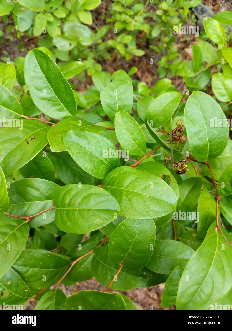 staggerbush (Lyonia mariana) Plantae Stock Photo - Alamy