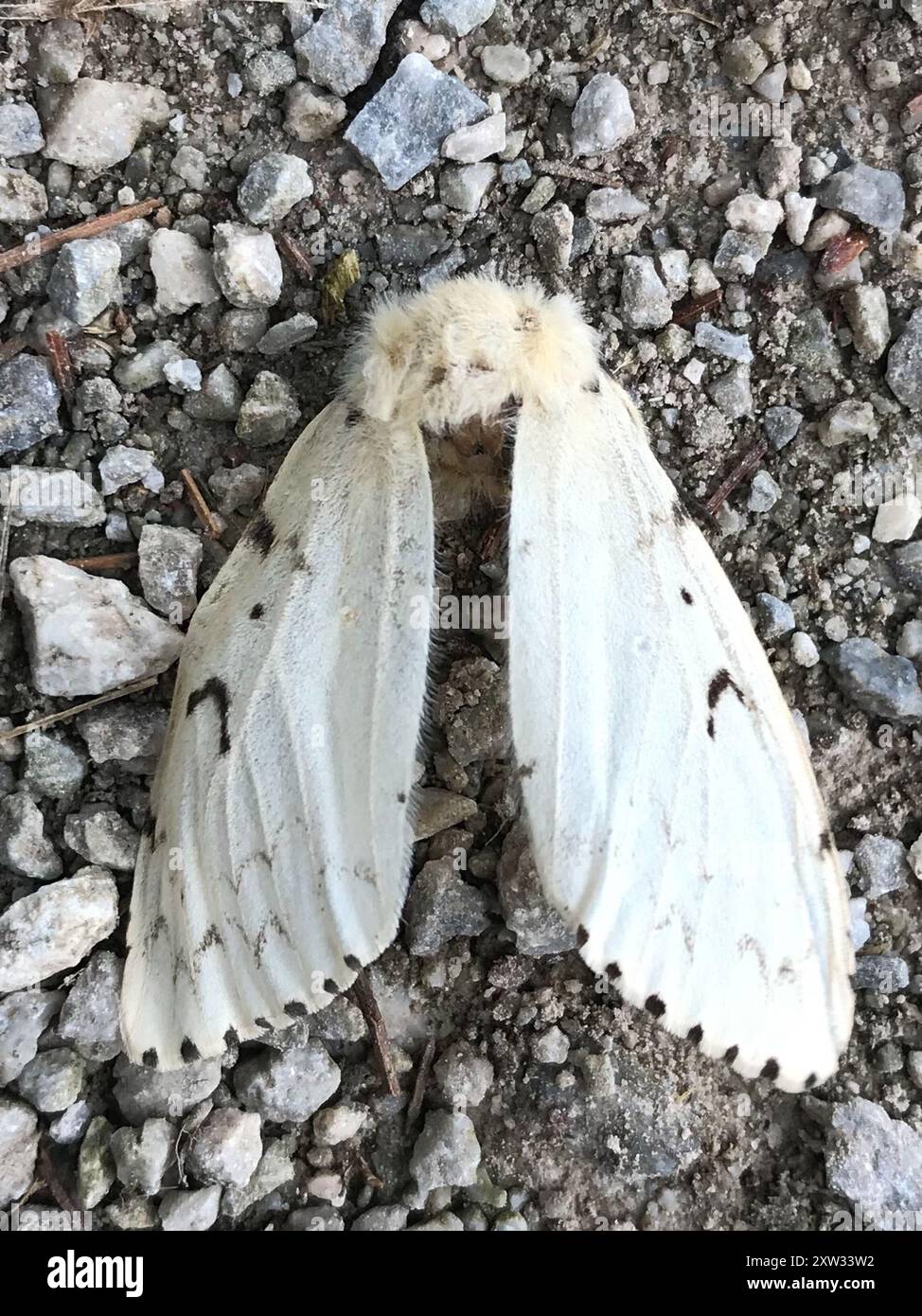 Spongy Moth (Lymantria dispar) Insecta Stock Photo - Alamy