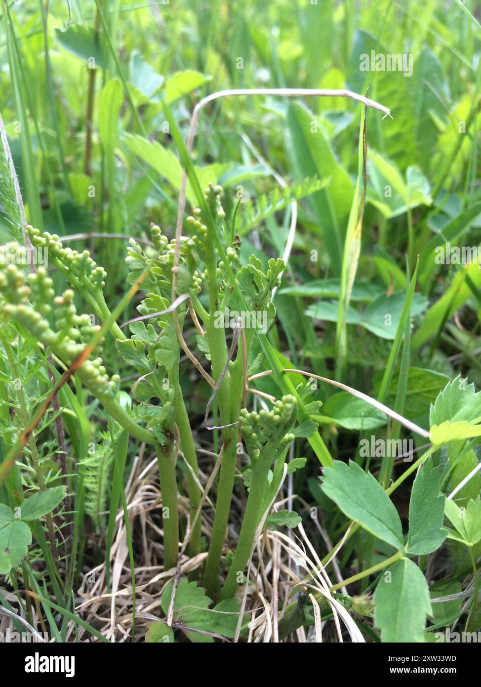 matricary grapefern (Botrychium matricariifolium) Plantae Stock Photo ...