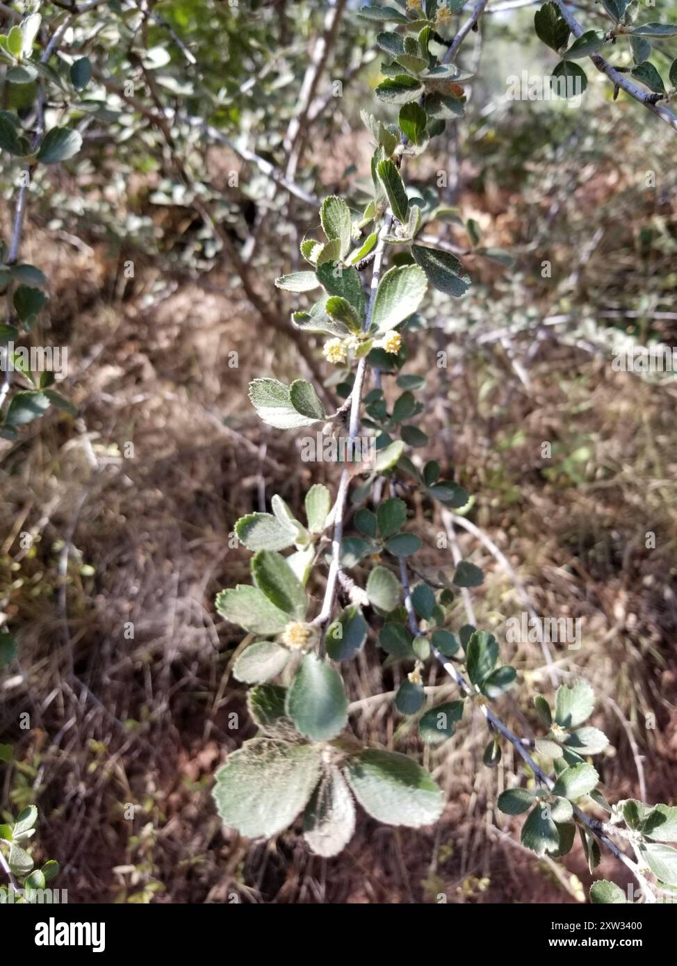 Alderleaf Mountain Mahogany (Cercocarpus montanus) Plantae Stock Photo ...