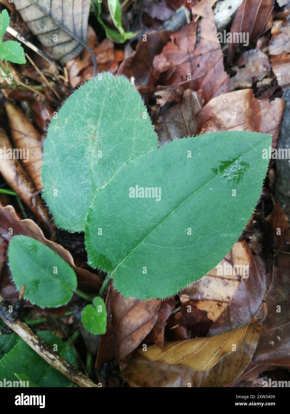 Wall hawkweed (Hieracium murorum) Plantae Stock Photo - Alamy
