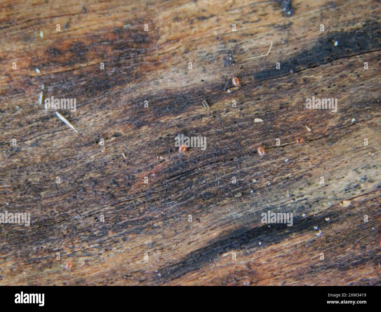 Mesostigmata hi-res stock photography and images - Alamy