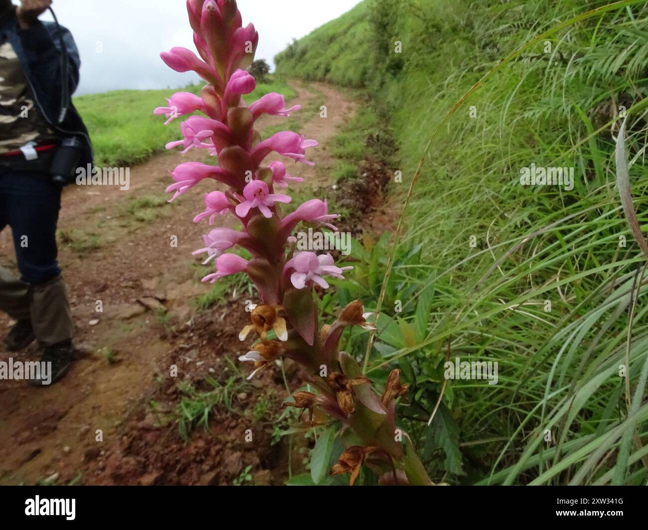 Nepal Satyrium (Satyrium nepalense) Plantae Stock Photo - Alamy