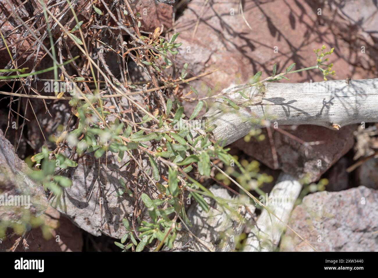 Slender Buckwheat (Eriogonum microtheca) Plantae Stock Photo - Alamy