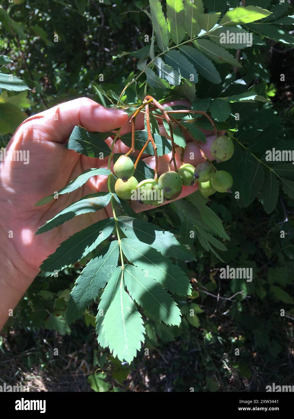 Service-tree (Cormus domestica) Plantae Stock Photo - Alamy
