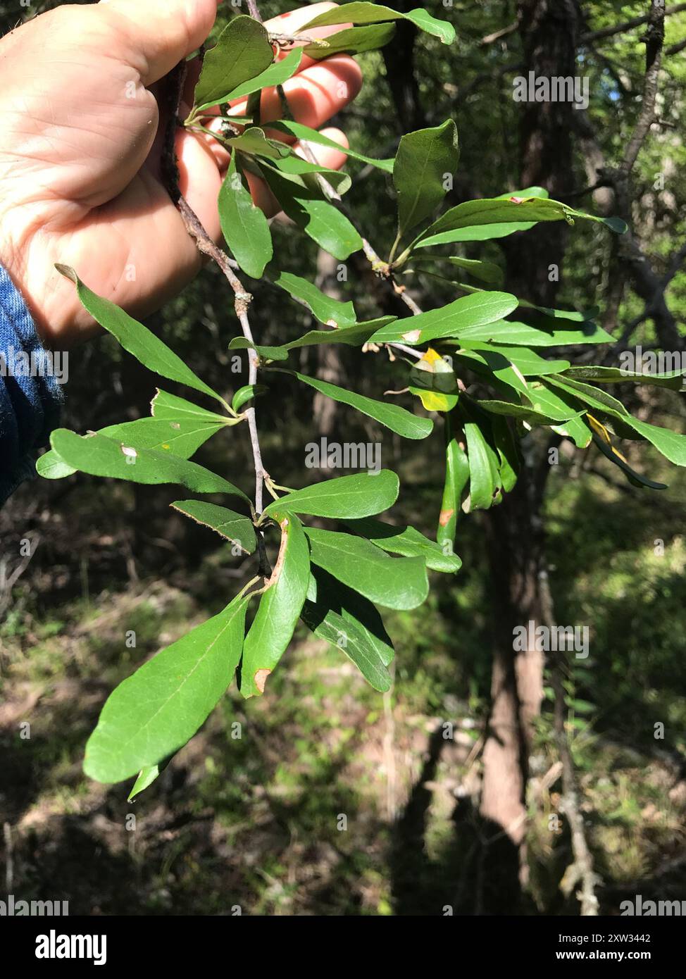 Gum bumelia (Sideroxylon lanuginosum) Plantae Stock Photo - Alamy