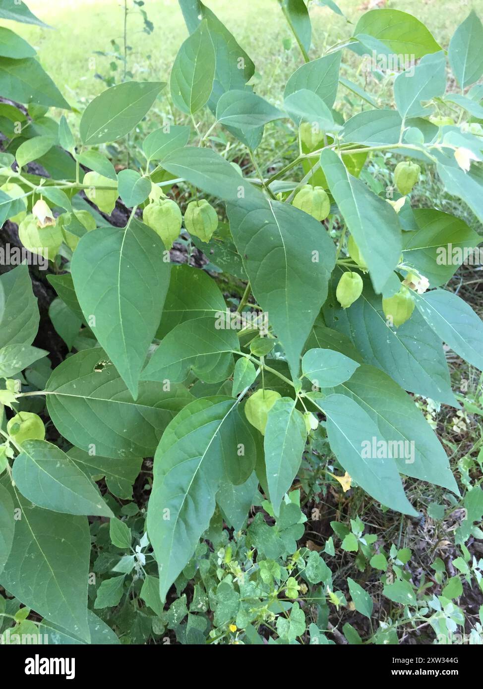 long-leaved groundcherry (Physalis longifolia) Plantae Stock Photo - Alamy