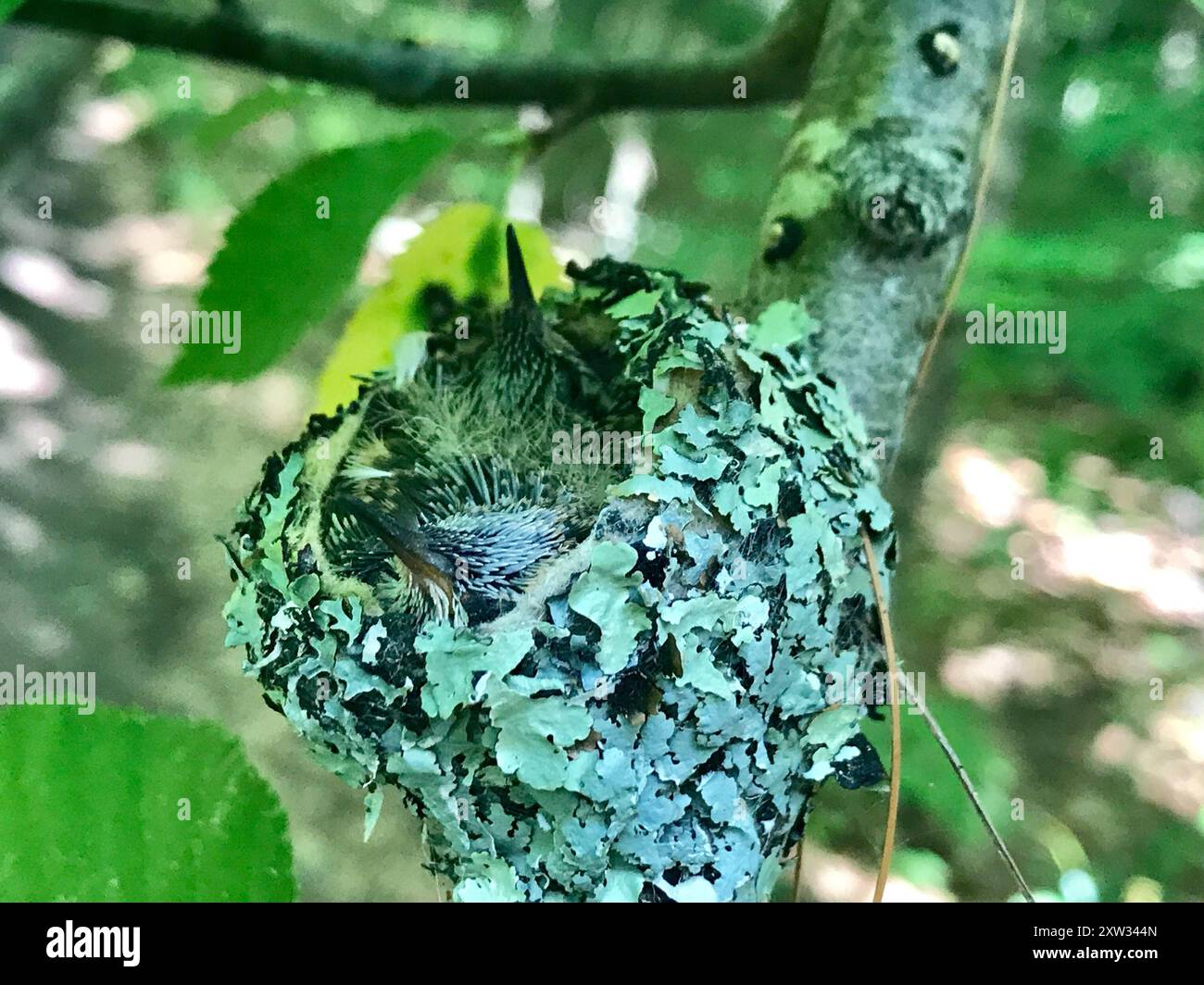 Ruby-throated Hummingbird (Archilochus colubris) Aves Stock Photo - Alamy