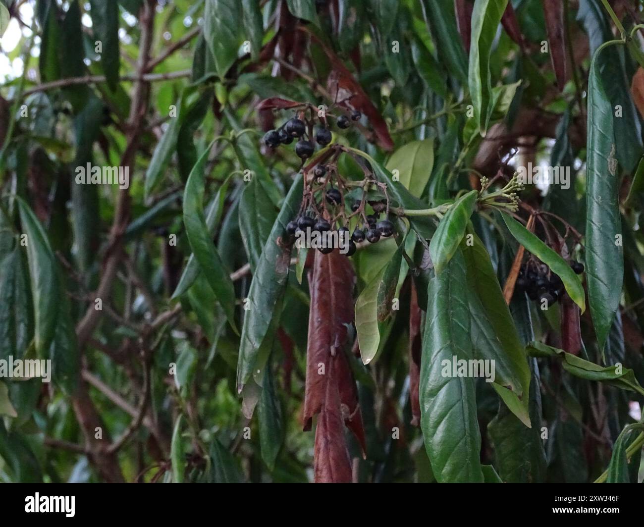 Tarenna hi-res stock photography and images - Alamy