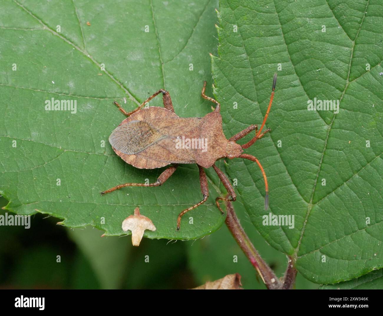 Dock Bug (Coreus marginatus) Insecta Stock Photo - Alamy