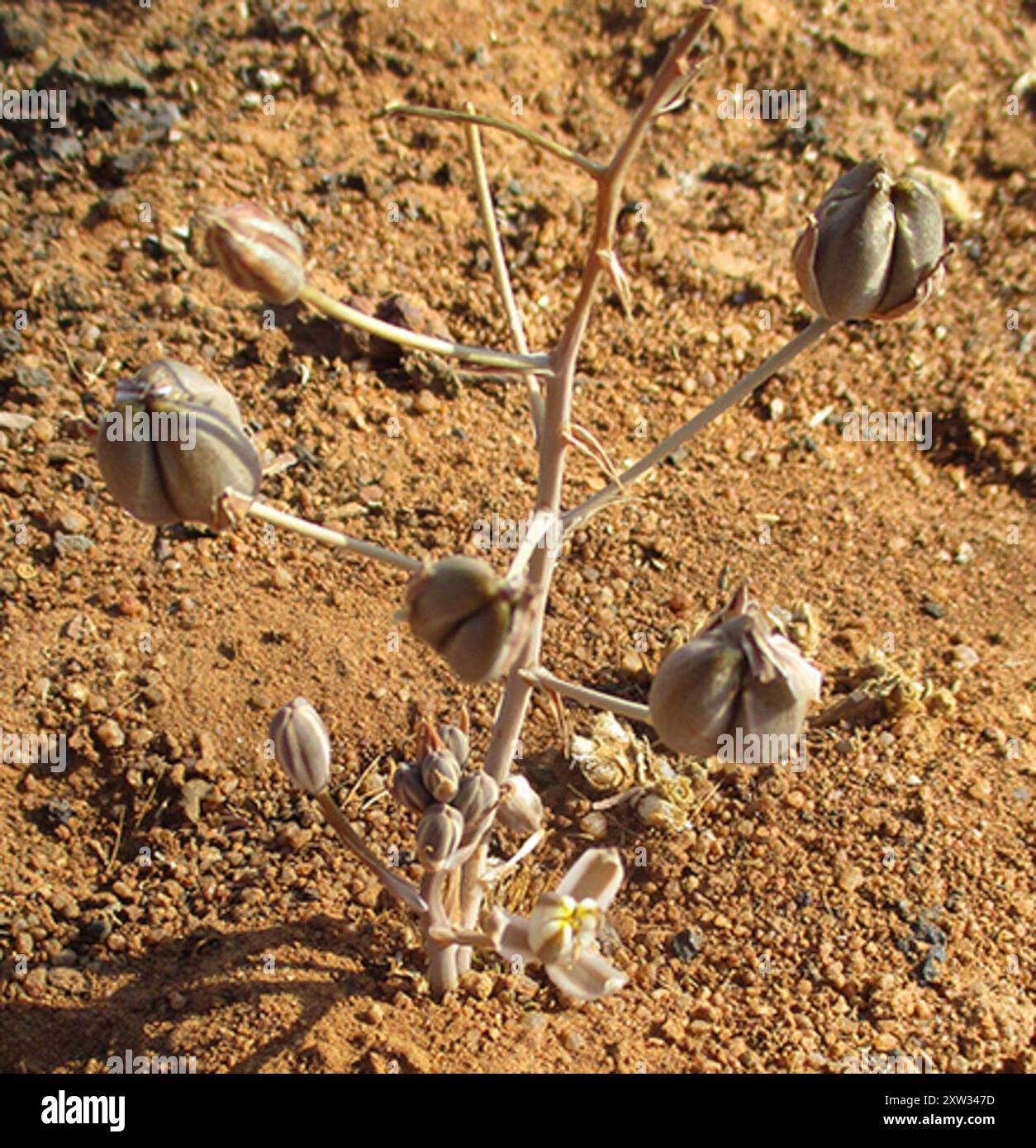 Thick Slime-lily (Albuca setosa) Plantae Stock Photo - Alamy