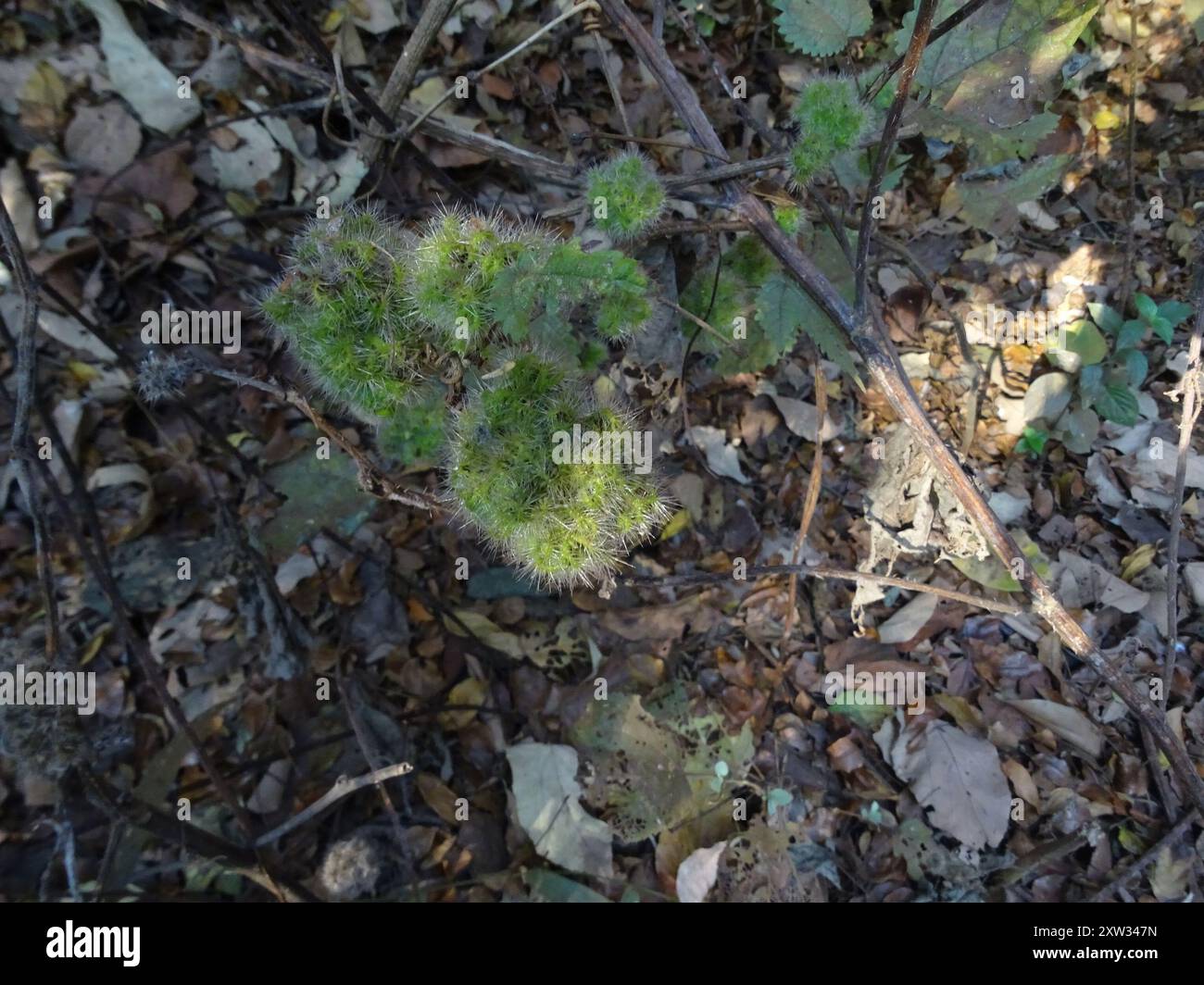 Himalayan nettle (Girardinia diversifolia) Plantae Stock Photo - Alamy