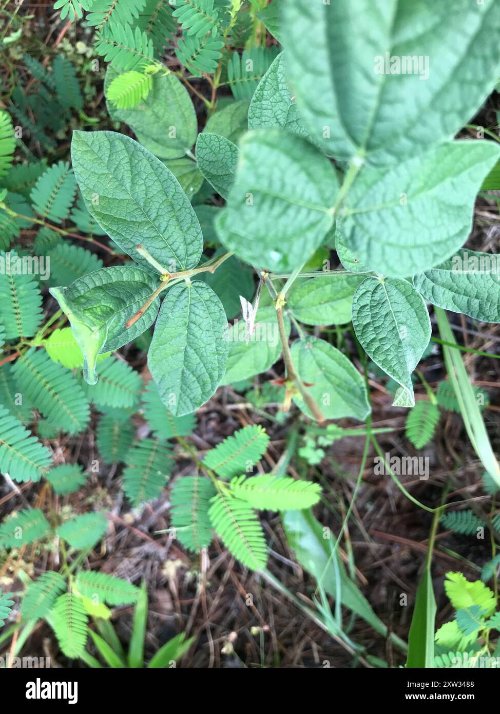 Twining Snoutbean (Rhynchosia tomentosa) Plantae Stock Photo - Alamy