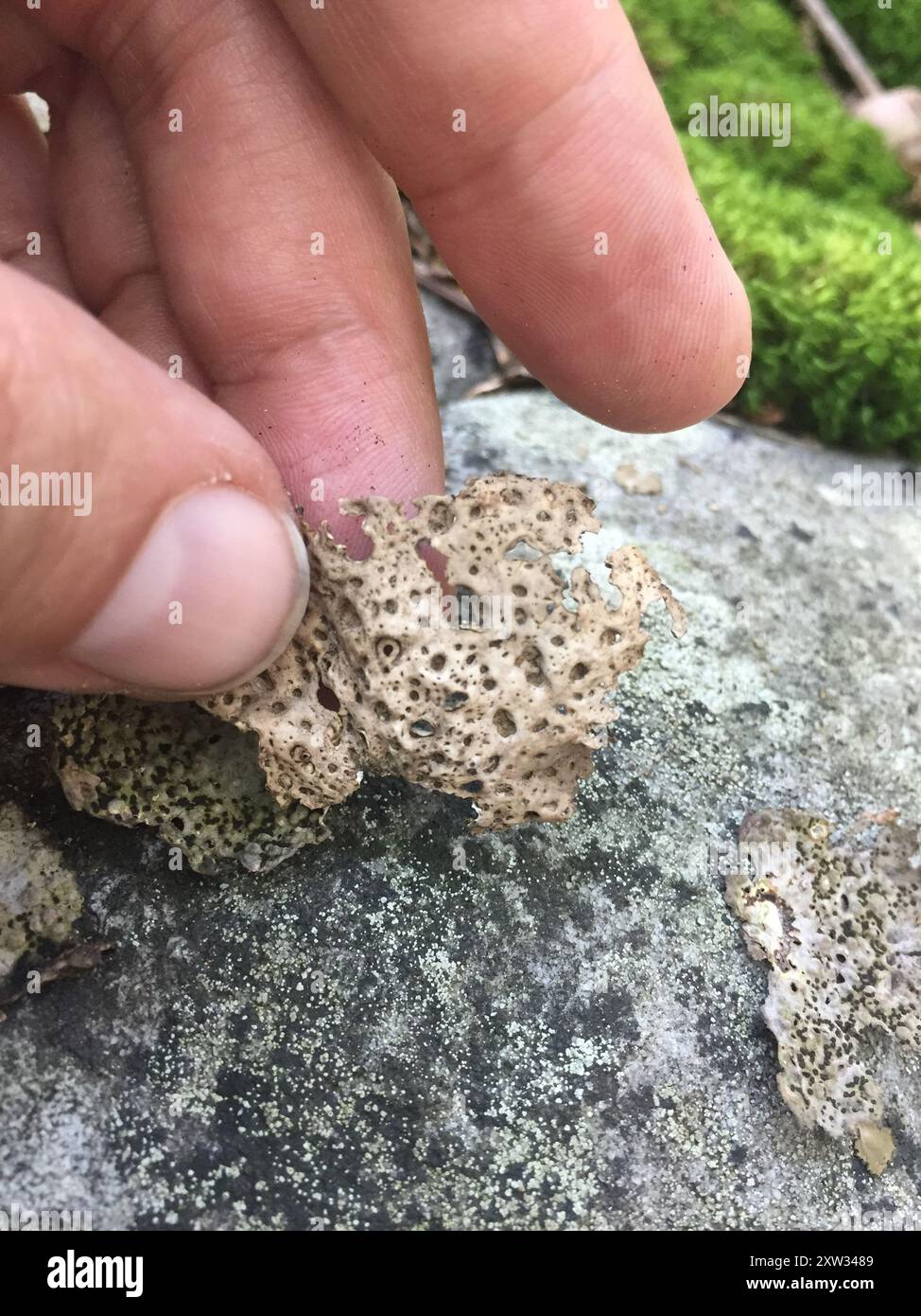 Common Toadskin Lichen (Lasallia papulosa) Fungi Stock Photo - Alamy