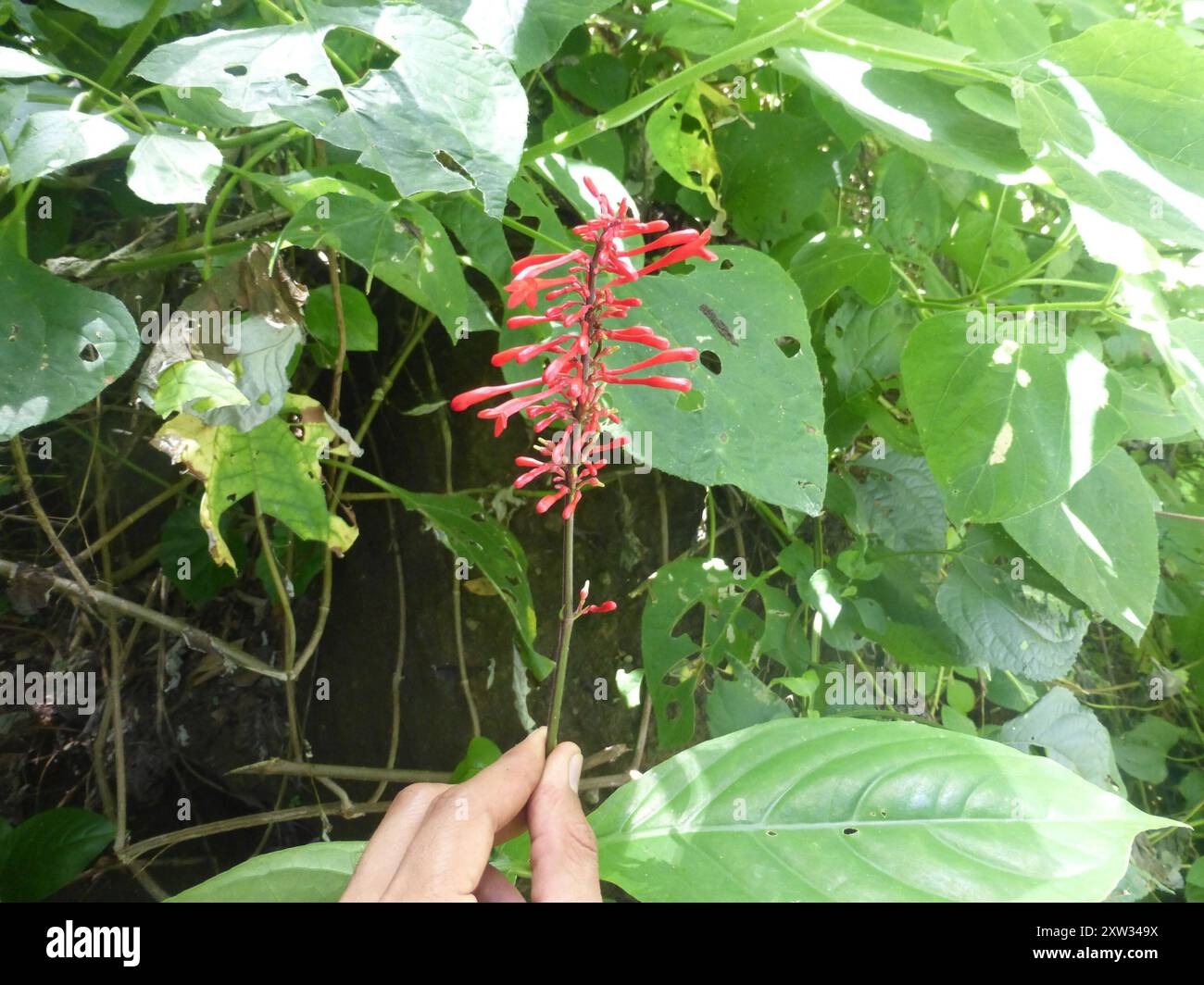 Firespike (Odontonema tubaeforme) Plantae Stock Photo - Alamy