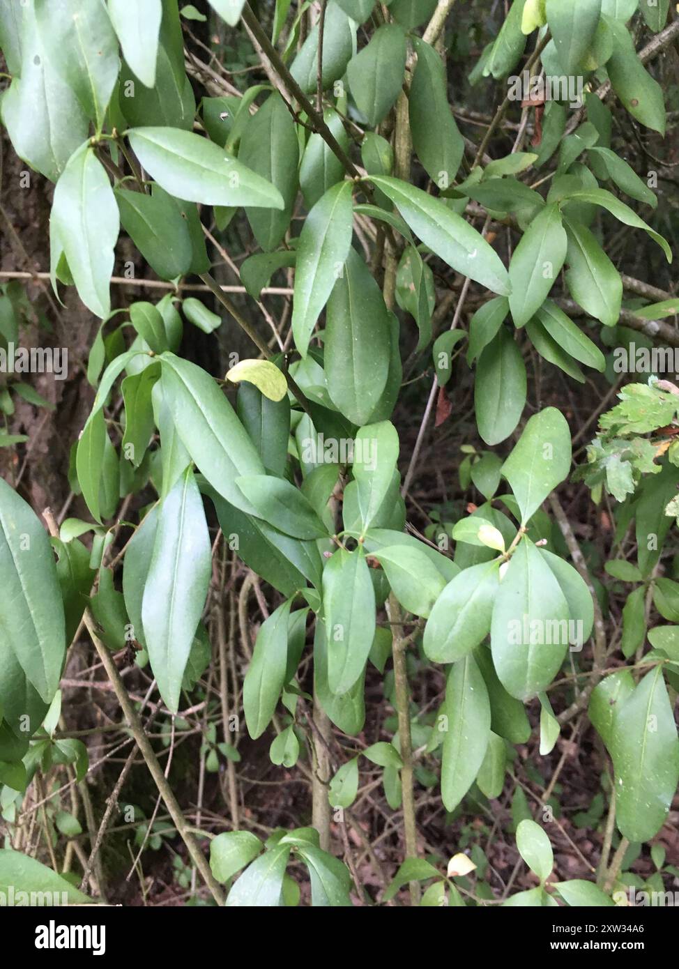 Common Privet (Ligustrum vulgare) Plantae Stock Photo - Alamy