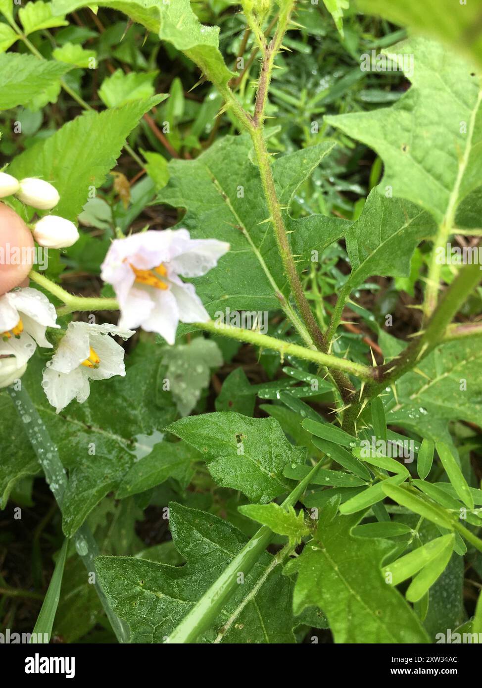 Carolina horsenettle (Solanum carolinense) Plantae Stock Photo - Alamy