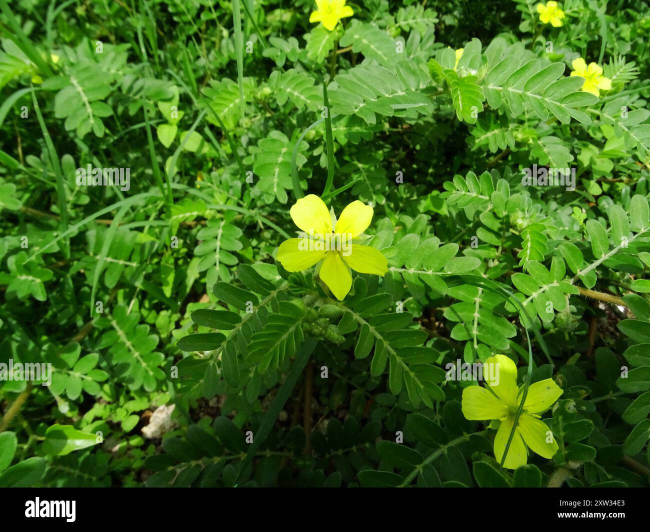 Asian spiderflower (Cleome viscosa) Plantae Stock Photo - Alamy