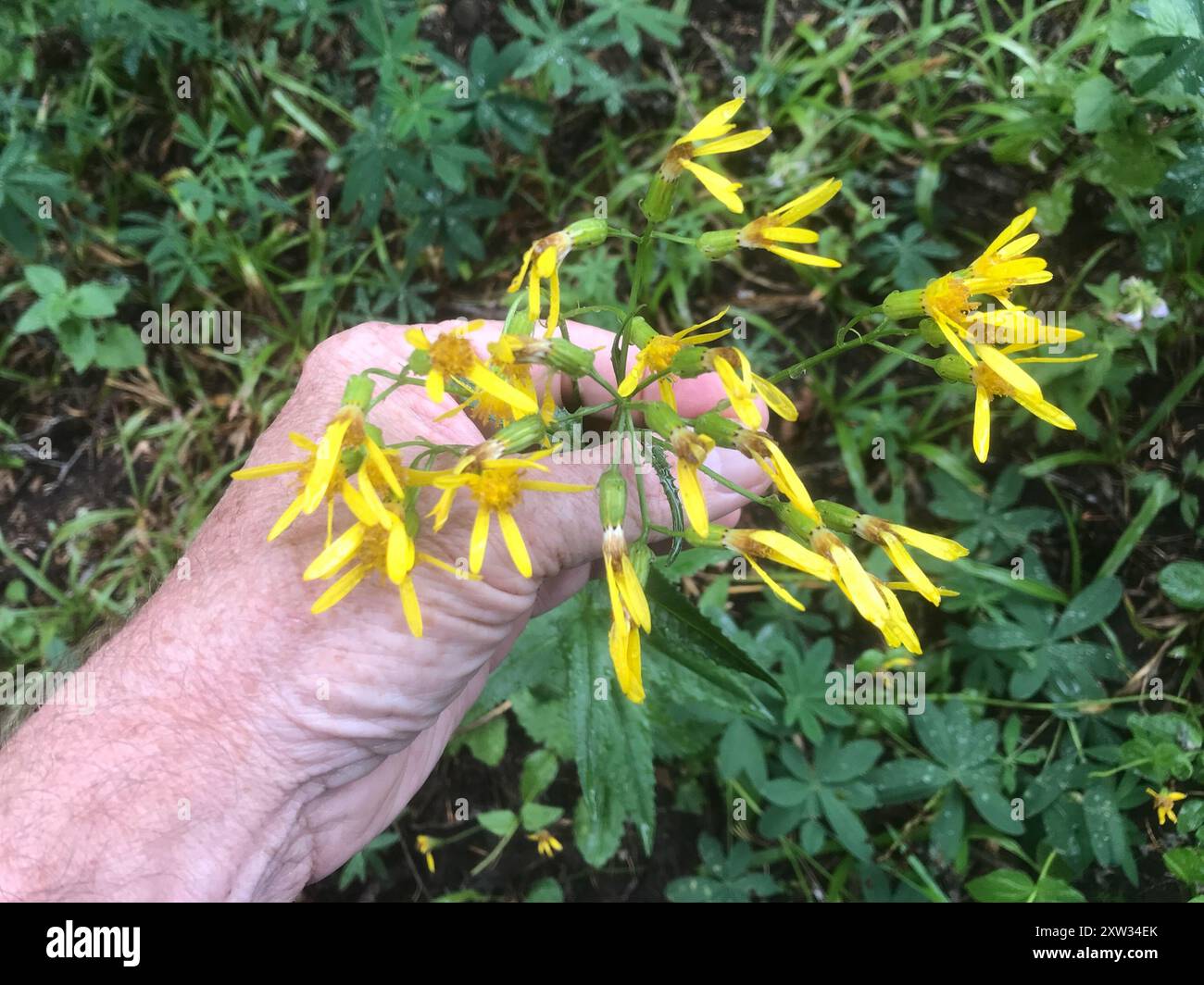 Arrowleaf Senecio (Senecio triangularis) Plantae Stock Photo - Alamy