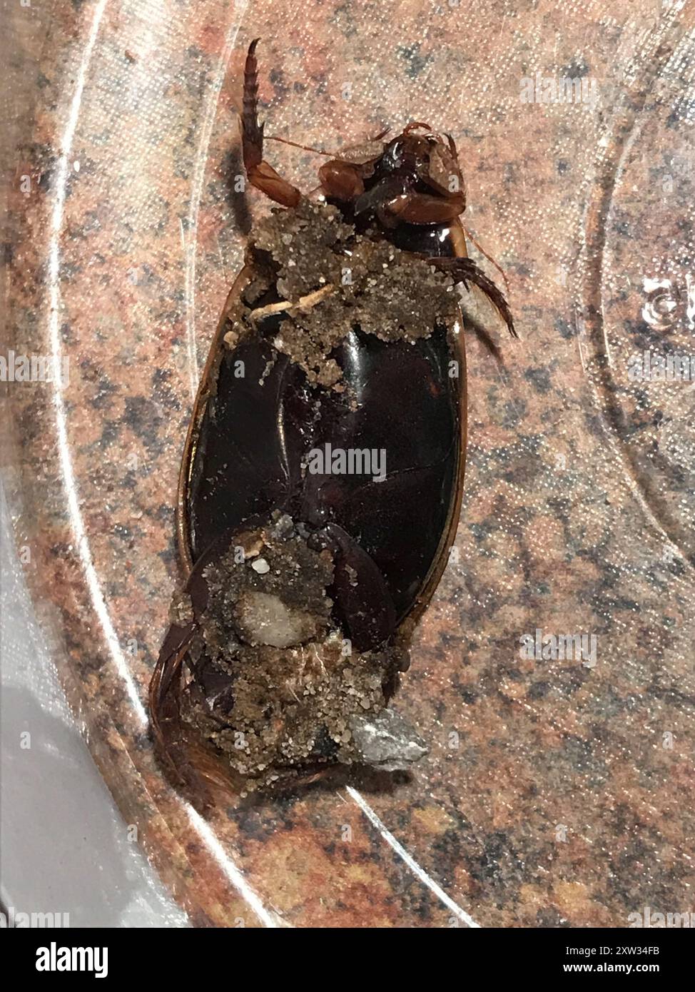 Fringed Diving Beetle (Cybister fimbriolatus) Insecta Stock Photo - Alamy