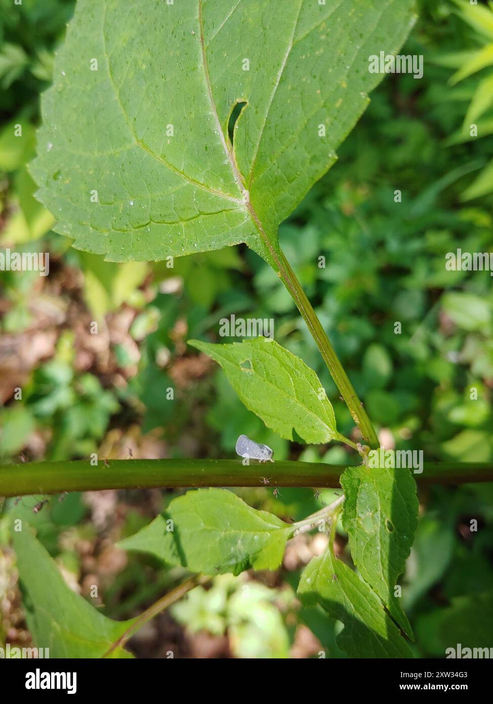 True Hoppers (Auchenorrhyncha) Insecta Stock Photo - Alamy