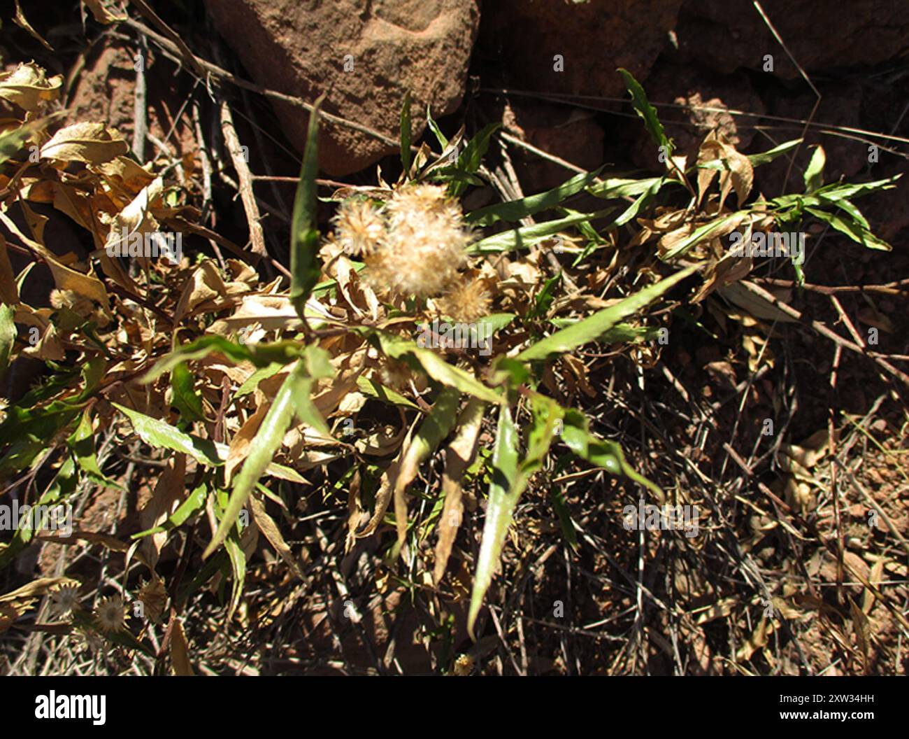 Sticky Psiadia (Psiadia punctulata) Plantae Stock Photo - Alamy