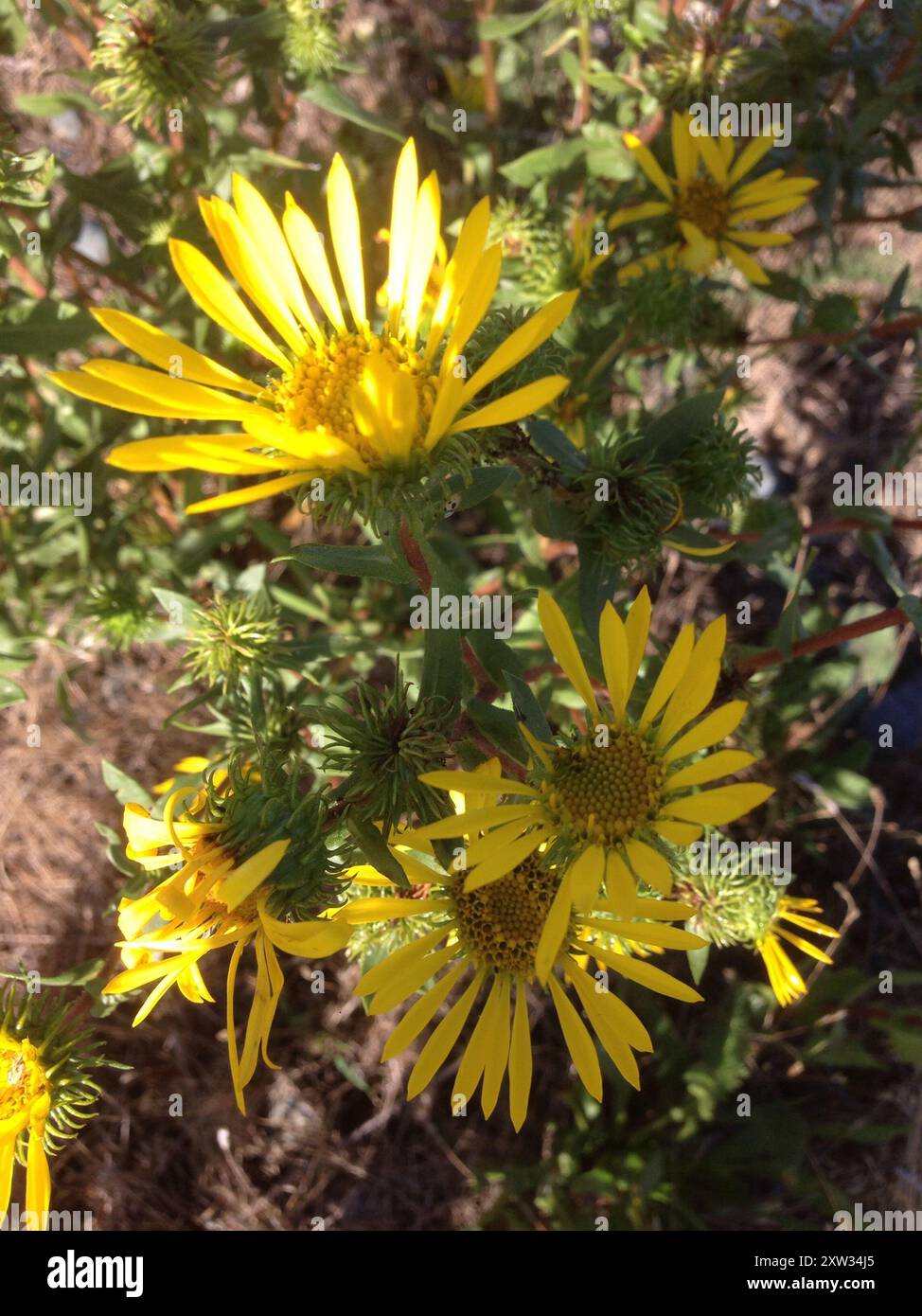 Oregon Gumplant (Grindelia stricta) Plantae Stock Photo - Alamy