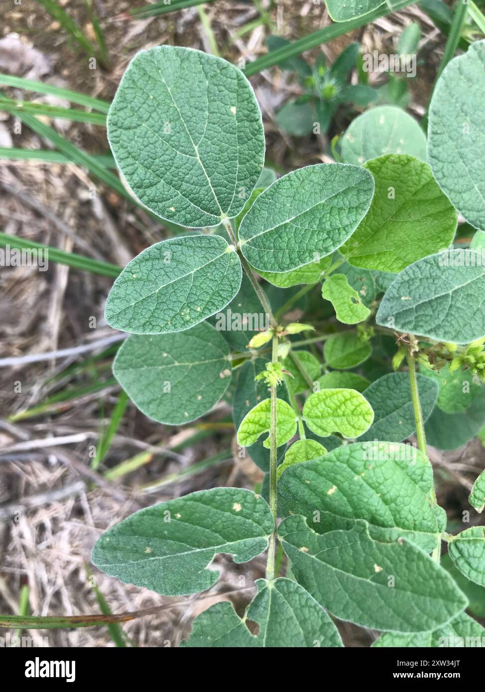 Twining Snoutbean (Rhynchosia tomentosa) Plantae Stock Photo - Alamy