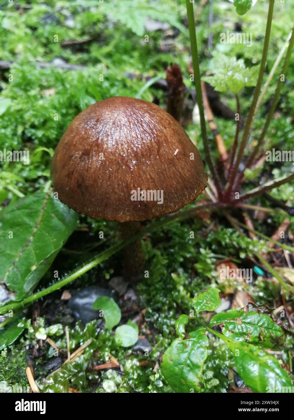 weeping widow (Lacrymaria lacrymabunda) Fungi Stock Photo - Alamy
