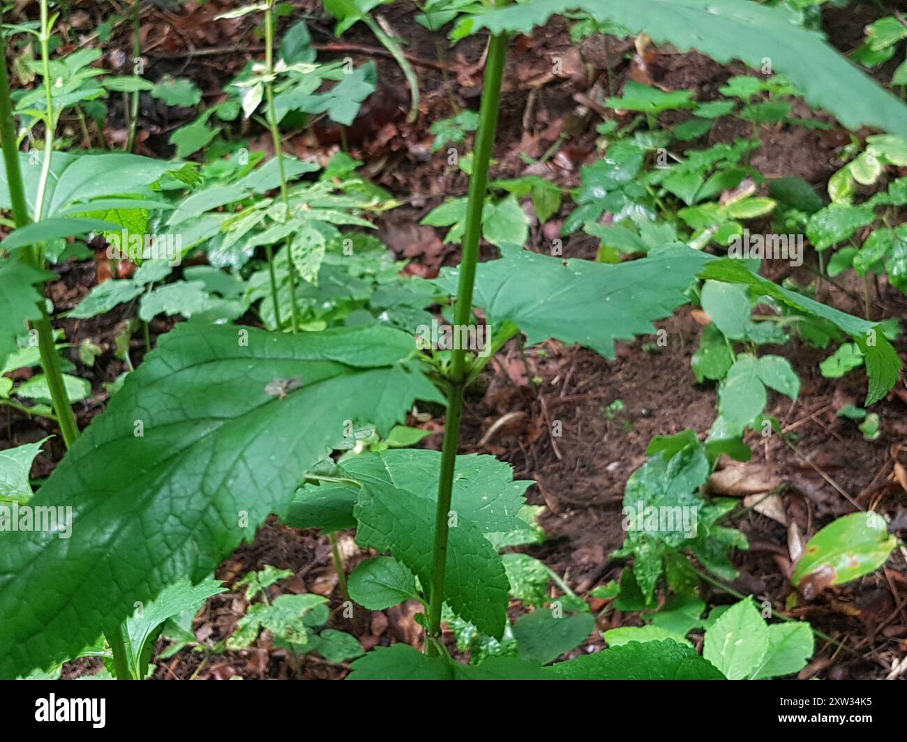Common Figwort (Scrophularia nodosa) Plantae Stock Photo - Alamy