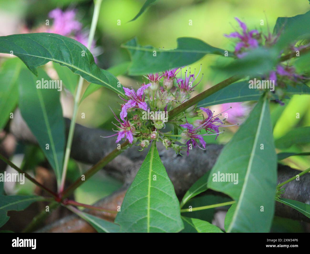 swamp loosestrife (Decodon verticillatus) Plantae Stock Photo - Alamy