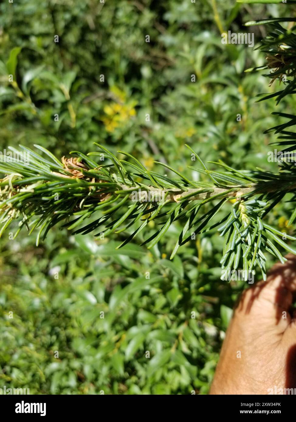 Engelmann spruce (Picea engelmannii) Plantae Stock Photo - Alamy