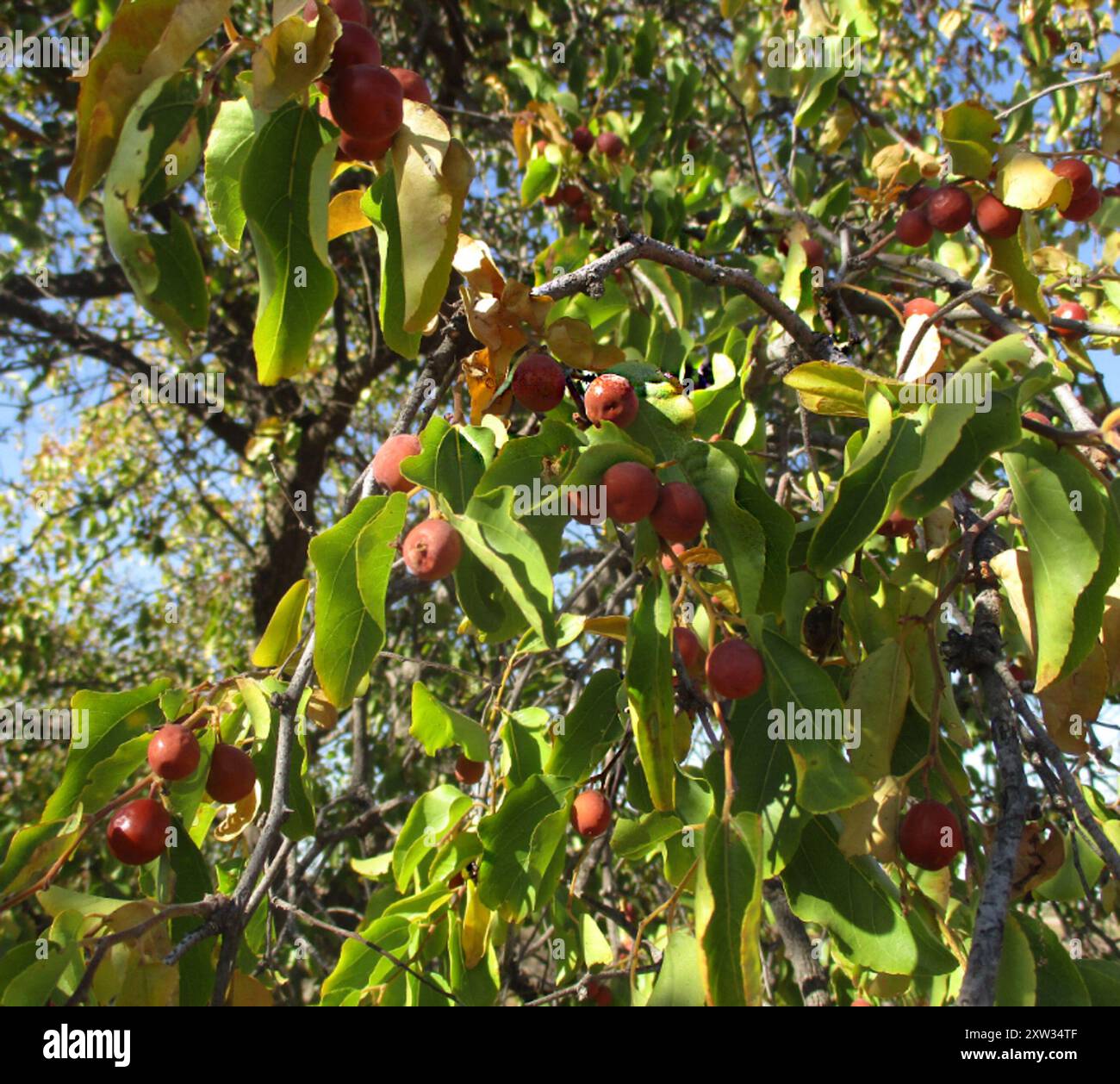 buffalo-thorn (Ziziphus mucronata) Plantae Stock Photo - Alamy