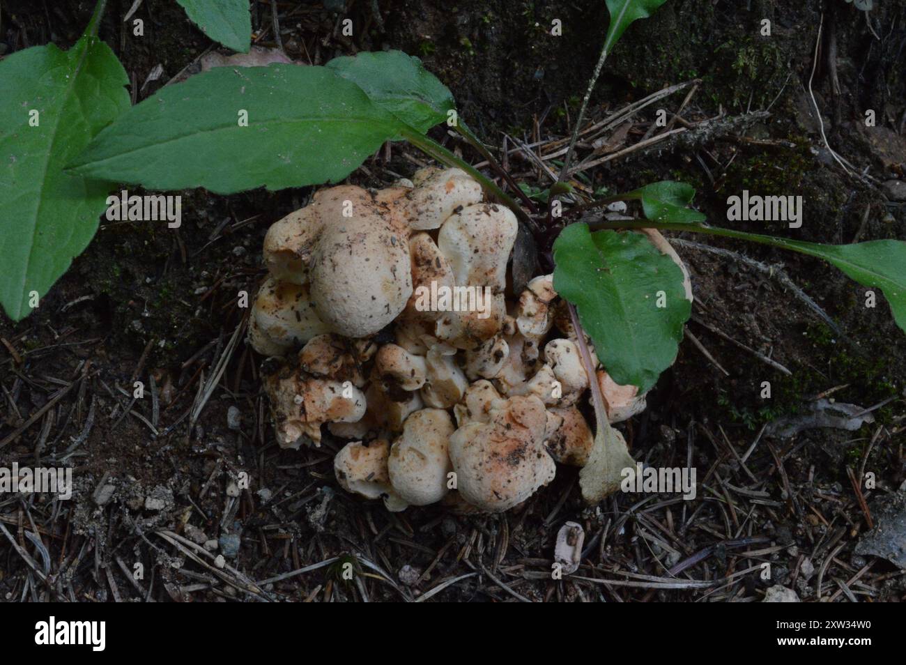 Sheep Polypore (Albatrellus ovinus) Fungi Stock Photo - Alamy