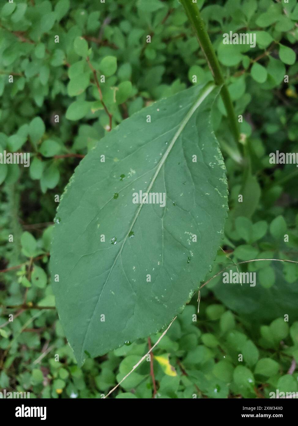 Swamp Goldenrod (Solidago patula) Plantae Stock Photo - Alamy