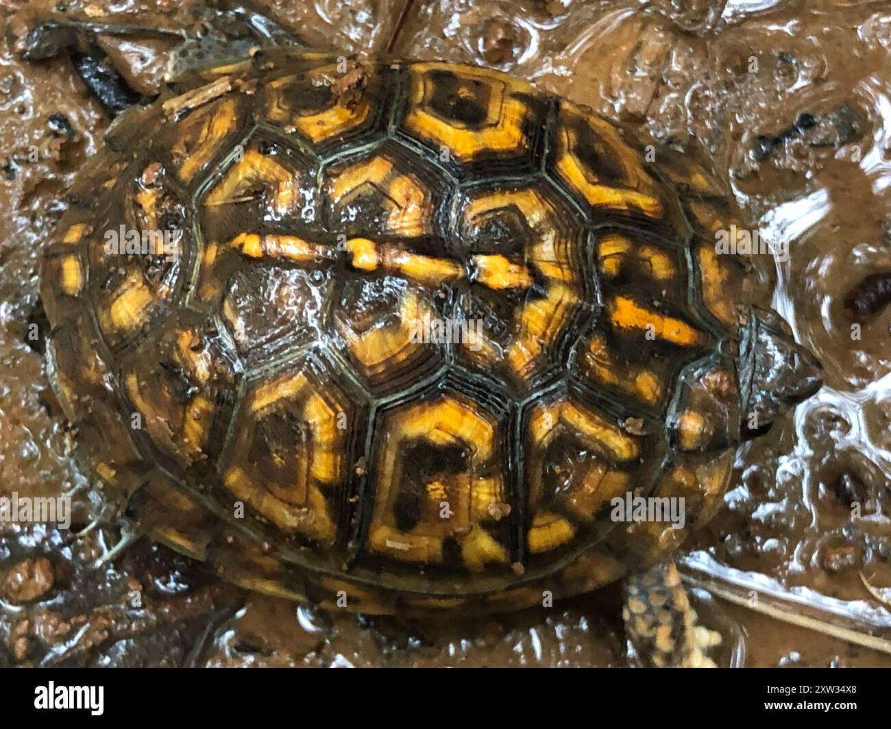 Eastern Box Turtle (Terrapene carolina carolina) Reptilia Stock Photo ...