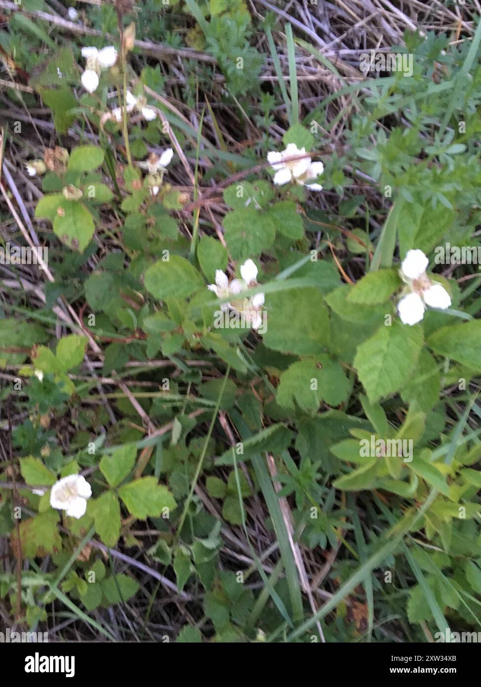 Common Dewberry (Rubus flagellaris) Plantae Stock Photo - Alamy