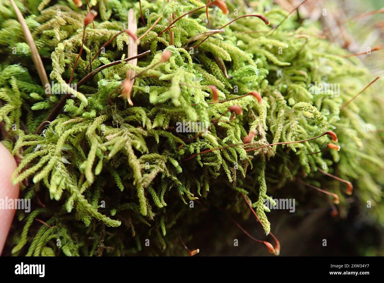 Whipple's claopodium moss (Claopodium whippleanum) Plantae Stock Photo ...