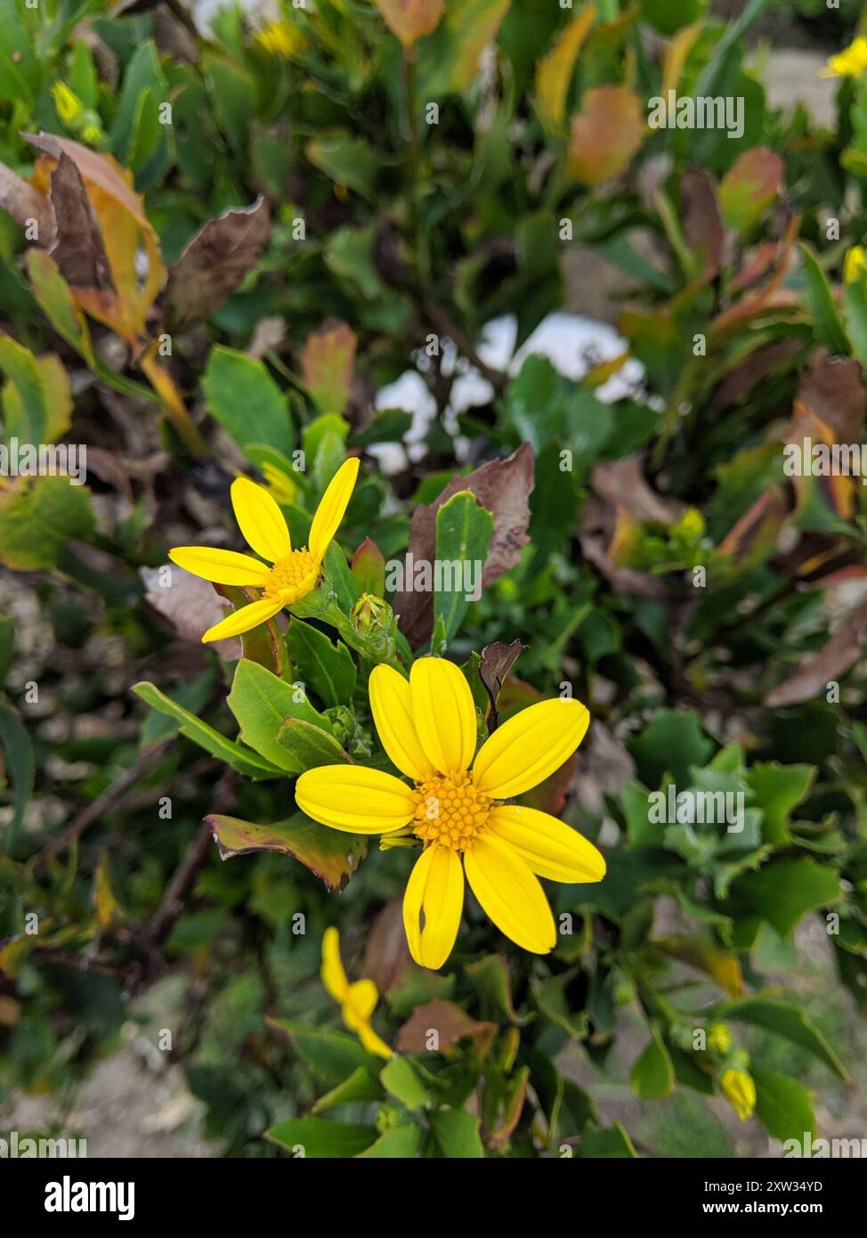 Bietou (Osteospermum moniliferum) Plantae Stock Photo - Alamy