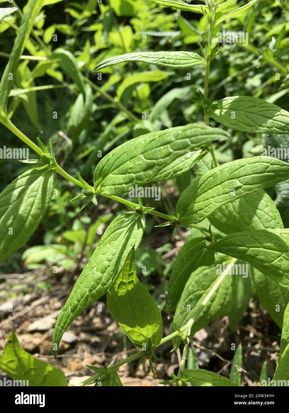 American gromwell (Lithospermum latifolium) Plantae Stock Photo - Alamy