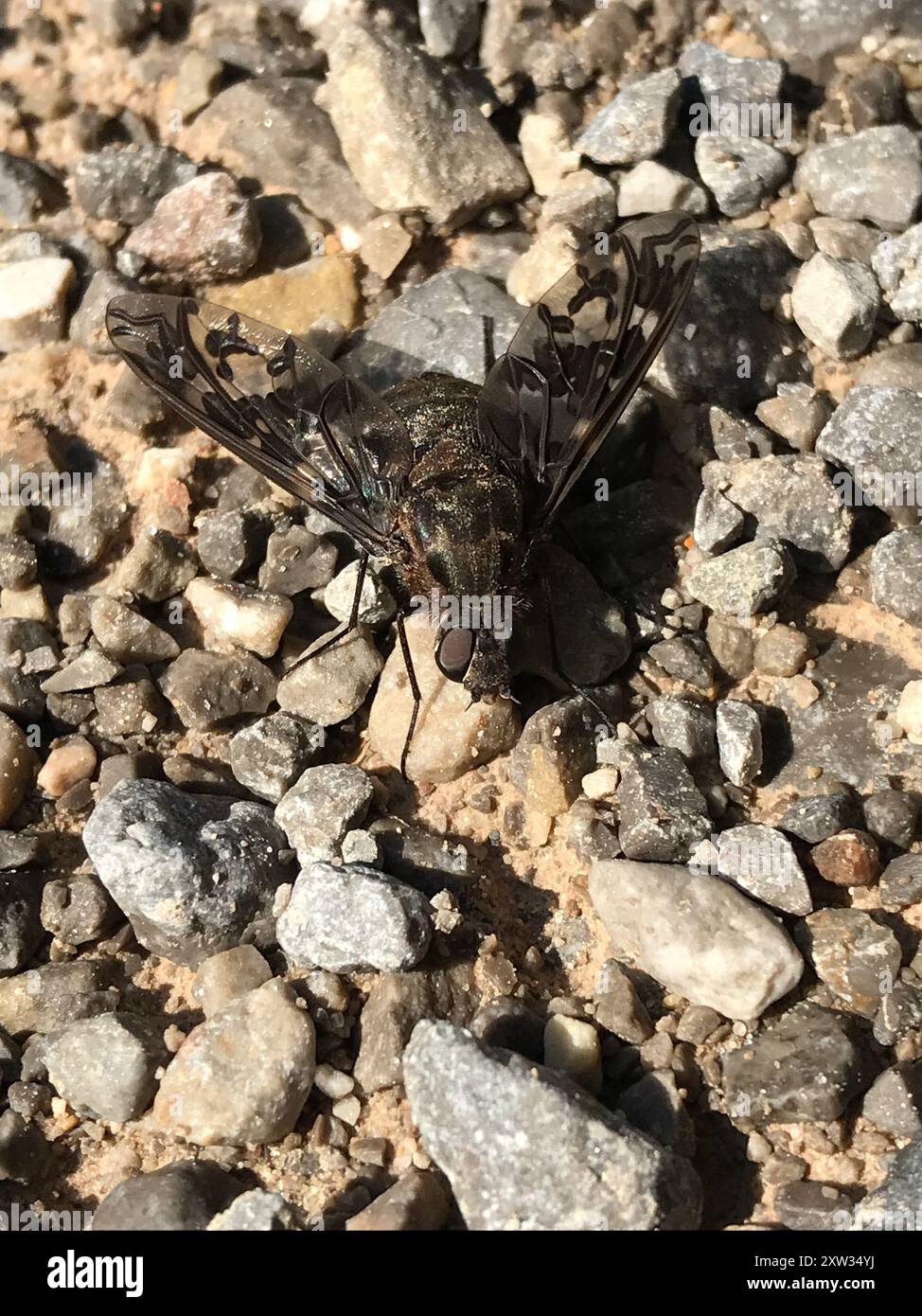 Tiger Bee Fly (Xenox tigrinus) Insecta Stock Photo - Alamy