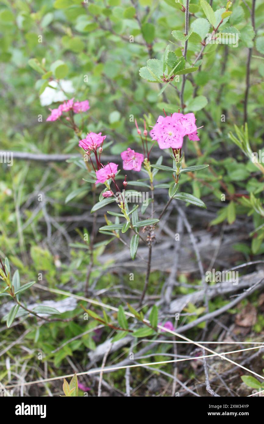 Swamp Laurel (Kalmia polifolia) Plantae Stock Photo - Alamy