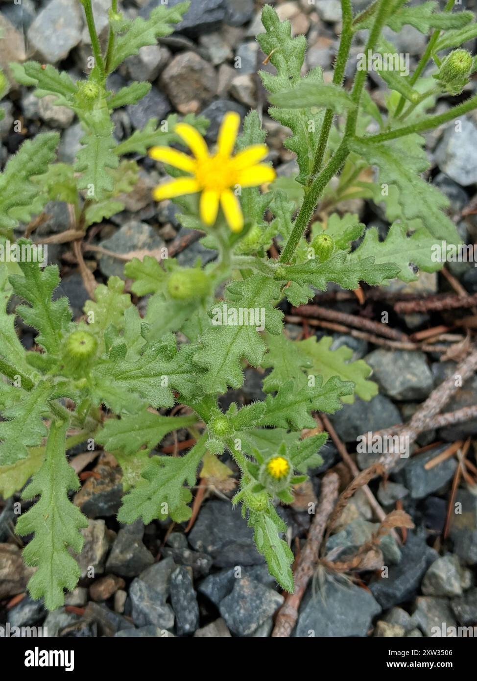 Sticky Groundsel (Senecio viscosus) Plantae Stock Photo - Alamy